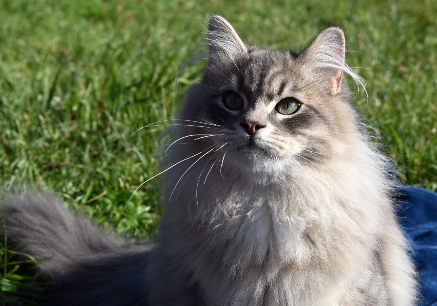 Nos chats sibériens - L'Envol Sibérien