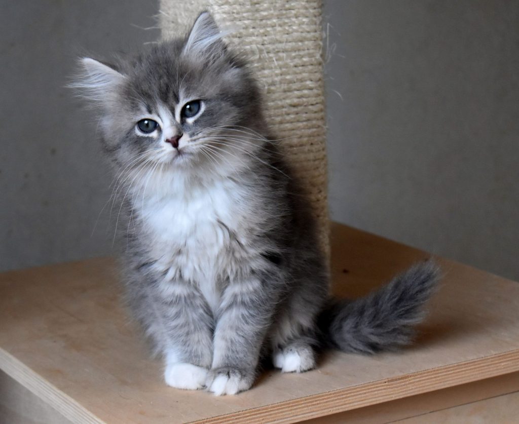 Chatons sibériens disponibles - L'Envol Sibérien