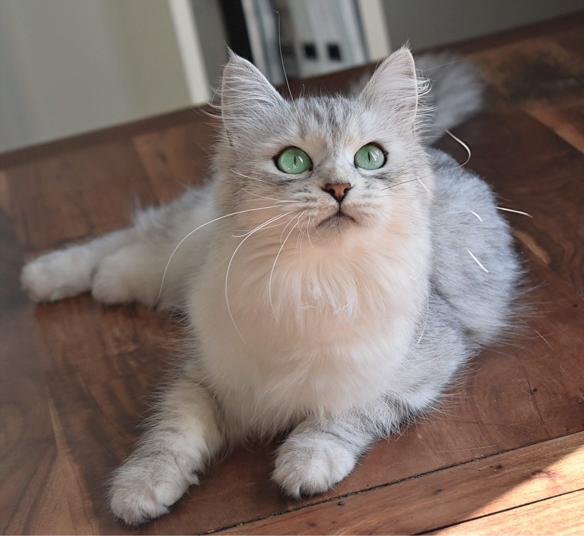 Nos chats sibériens - L'Envol Sibérien